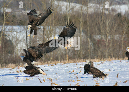 Flock of Bald eagles (Haliaeetus leucocephalus) perching on a Stock Photo: 18201521 - Alamy