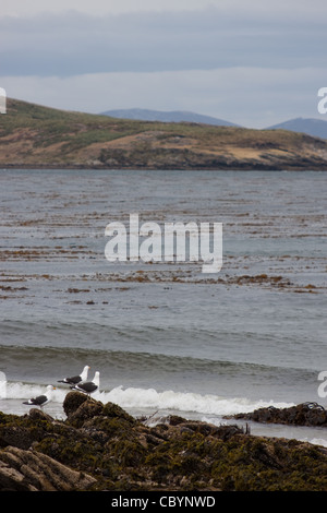 Kelp Gulls Larus dominicanus Carcass Island Falklands Malvinas bird ...