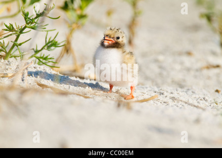 baby bird of common tern (sterna hirundo Stock Photo - Alamy