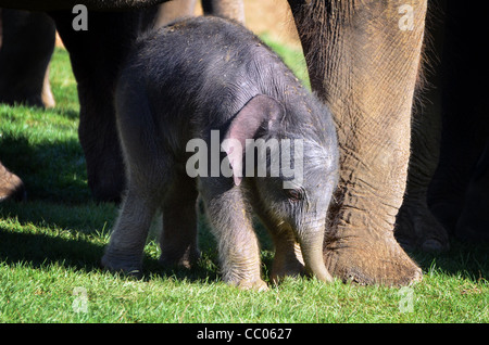 Smallest baby elephant ever born at Whipsnade Zoo Stock Photo - Alamy