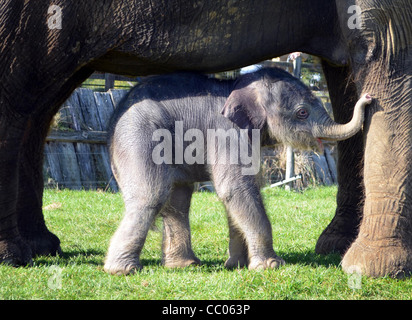 Smallest baby elephant ever born at Whipsnade Zoo Stock Photo - Alamy