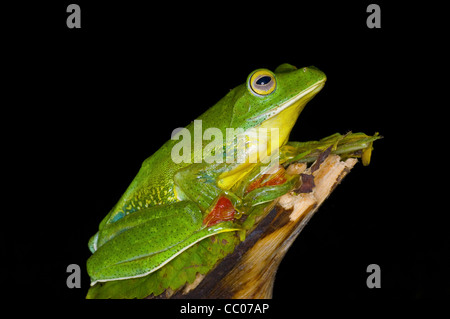 Flying frog of Malabar (Rhacophorus malabaricus) in Cotigao, Goa, India ...
