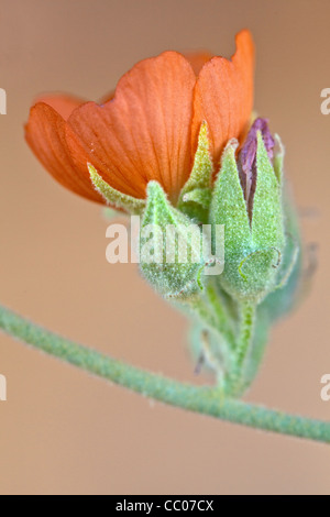 Desert Globemallow (Sphaeralcea ambigua Stock Photo - Alamy