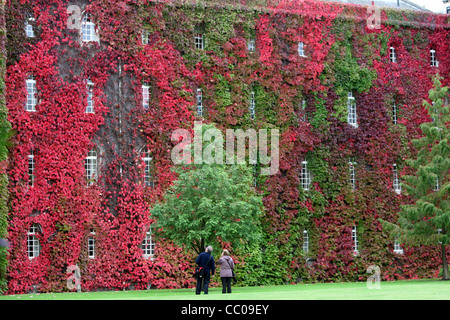 VIRGINIA CREEPER AT ST JOHNS COLLEGE CAMBRIDGE Stock Photo - Alamy