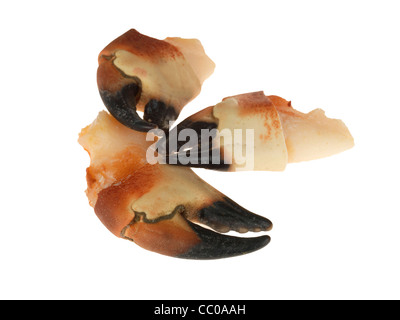 Freshly Cooked Shellfish Crabs Claws Isolated Against A White ...