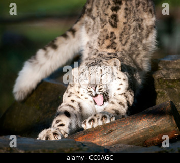Female snow leopard stretching Stock Photo - Alamy
