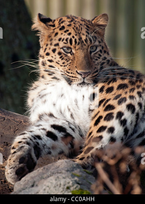 Female Amur leopard relaxing Stock Photo - Alamy
