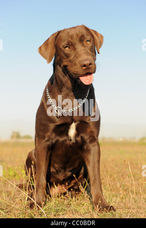female Labrador Retriever Stock Photo - Alamy