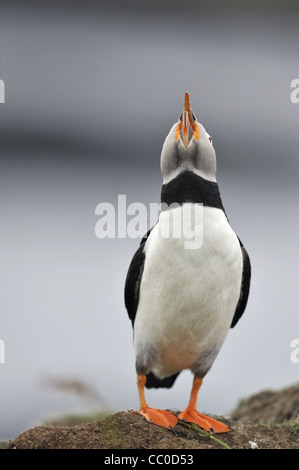 Screaming Atlantic Puffin (Fratercula arctica) on rock, Norway ...