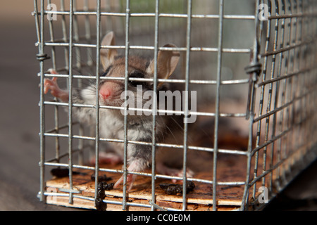SMALL GRAY DORMOUSE CAUGHT IN A TRAP FOR SCAVENGERS Stock Photo - Alamy