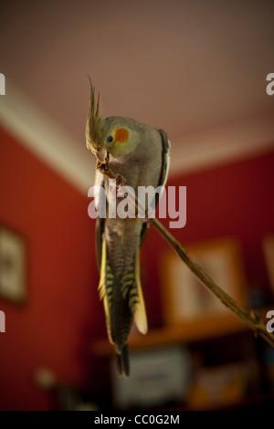 Cockatiel perching on natural indoor perch Stock Photo - Alamy