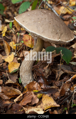 Common birch fungus (Leccinum scabrum, Boletus scaber), North Rhine ...