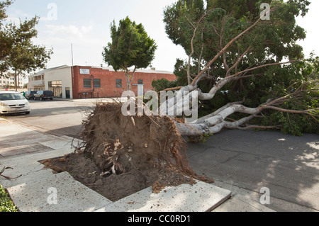 A collapsed tree due to severe winds. Hurricane strength winds knocked ...