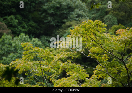 Japanese deciduous forest canopy as seen from above in summer in Osaka ...