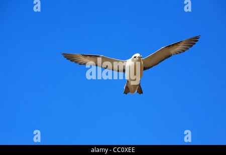 Seagull in flight. Sligo . Ireland Stock Photo - Alamy