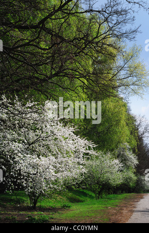 A Cherry blossomed tree in rural area Stock Photo - Alamy
