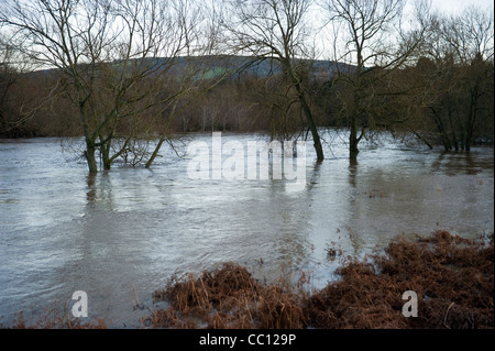 River Wye in full winter flood at The Warren Hay-on-Wye Powys Wales ...