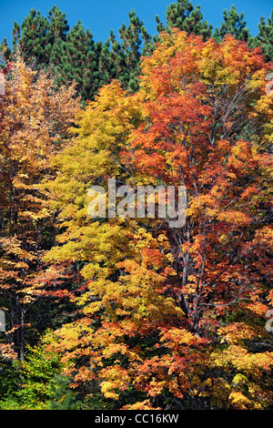 Deciduous forest of sugar maple trees (Acer saccharum) in Autumn ...