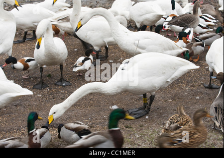 Whooper swan (Cygnus cygnus) with satellite tag to track its migration ...