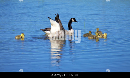 Geese teaching goslings Stock Photo - Alamy