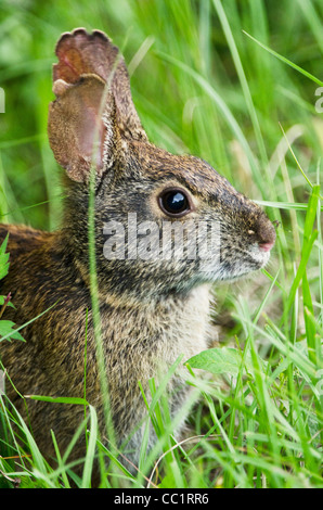 Swamp rabbit (Sylvilagus aquaticus) Little St Simon's Island, Barrier ...