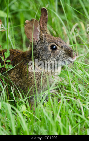 Swamp Rabbit, Sylvilagus aquaticus Stock Photo - Alamy