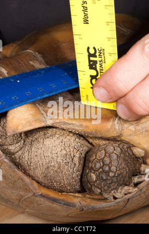 Gopher Tortoise (Gopherus polyphemus), Male at burrow. The Orianne ...