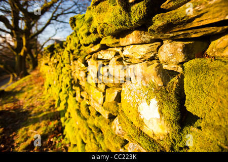 Moss on a drystone wall on Orrest Head above Windermere in the Lake ...