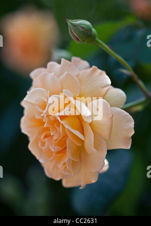 old fashioned yellow rose bush growing Stock Photo - Alamy