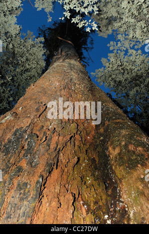 Giant Swamp Gum ( Eucalyptus regnans ), Tall Trees Walk, Mount Field ...
