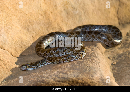 Great Plains Ratsnake (Pantherophis emoryi) from Mesa County, Colorado ...