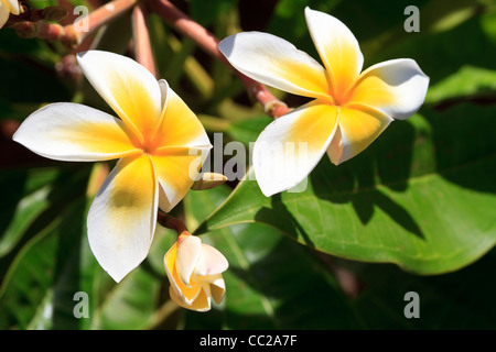 Closeup of plumeria flowers, Molokai, Hawaii, USA. Also known as ...