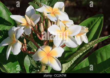 Closeup of plumeria flowers, Molokai, Hawaii, USA. Also known as ...