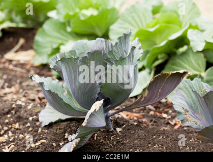 Fresh green cabbage growing in vegetable garden with sunlight and ...