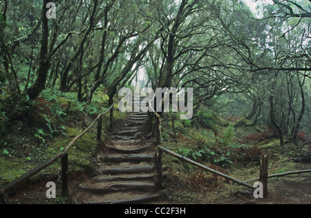 Canary Laurel, Laurus canariensis. Garajonay National Park. Gomera ...