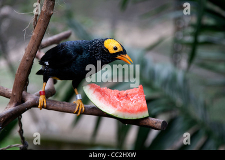 Yellow-faced Mynah bird - Mino dumontii - sitting on a branch eating a ...