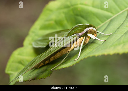 A Javan green hawk moth. Java. Indonesia Stock Photo - Alamy
