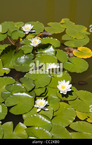 Water lilies in various colors bloom in the terraced pools of Meilang ...