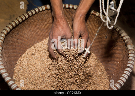 Rural Indian village woman sifting Finger Millet flour / Ragi flour ...