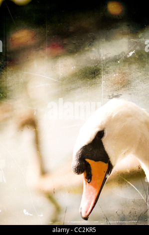 Two graceful white swans swim in the dark water. The mute swan, Cygnus ...