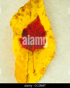 autumn background red and yellow fallen leaves place for inscription ...