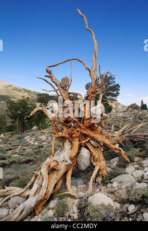 Exposed dead tree roots in ancient woodland Stock Photo - Alamy
