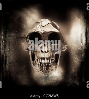 Prehistoric human skull Stock Photo - Alamy