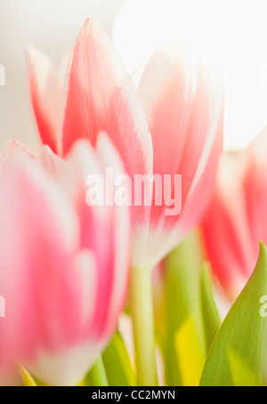 A selective focus shot of pink tulips in a garden surrounded by other ...