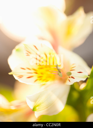 Studio shot of white Alstroe Meria Stock Photo - Alamy