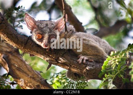 A lesser bush baby (Galago moholi) in a tree in South Africa Stock ...