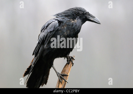Raven (Corvus corax) resting on a branch Stock Photo - Alamy