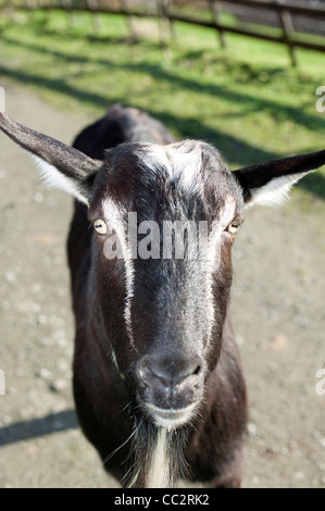 Goat looking straight at camera Stock Photo - Alamy