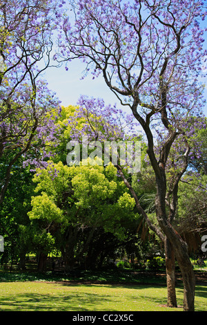 Flowering trees ; Jacaranda ; blue jacaranda ; black poui ; fern tree ...