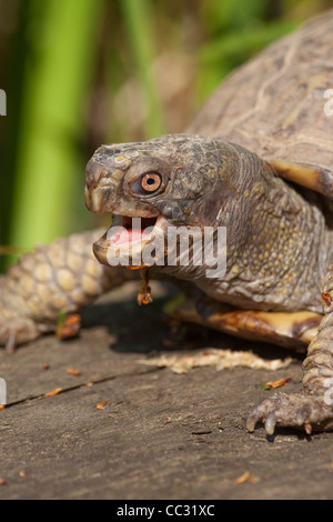 Box turtle with its mouth open Stock Photo - Alamy